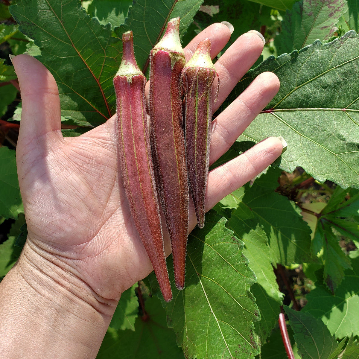 how to cook burgundy okra