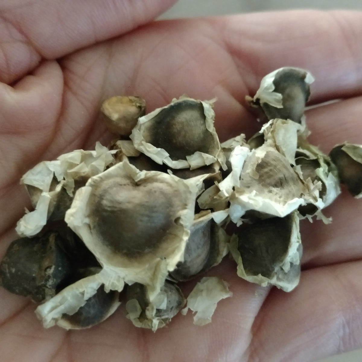 moringa seeds