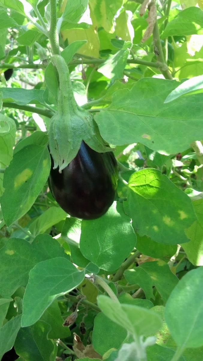 how many black beauty eggplants per plant