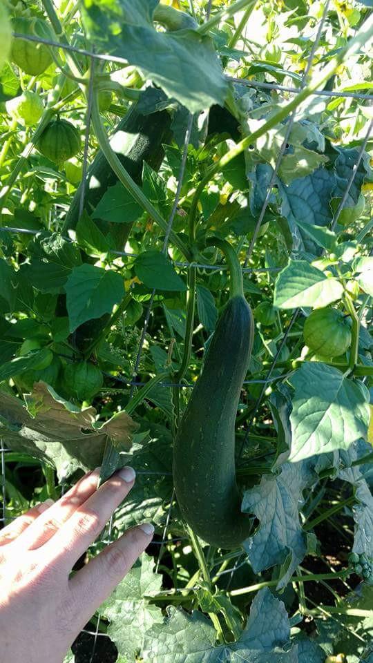 How to Grow Luffa from Seed – Mary's Heirloom Seeds
