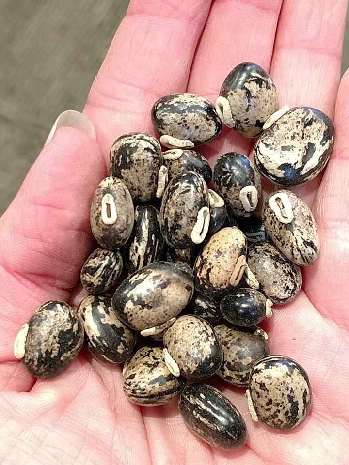 Grow Your Own "Magic" Velvet Beans – Mary's Heirloom Seeds