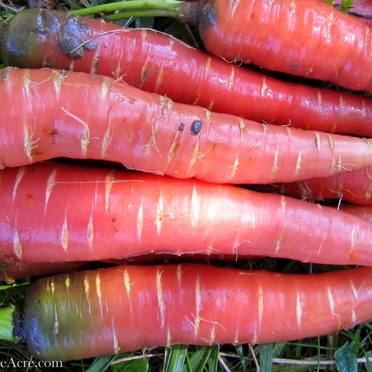 *UPDATED* October Planting Guide for the US – Mary's Heirloom Seeds