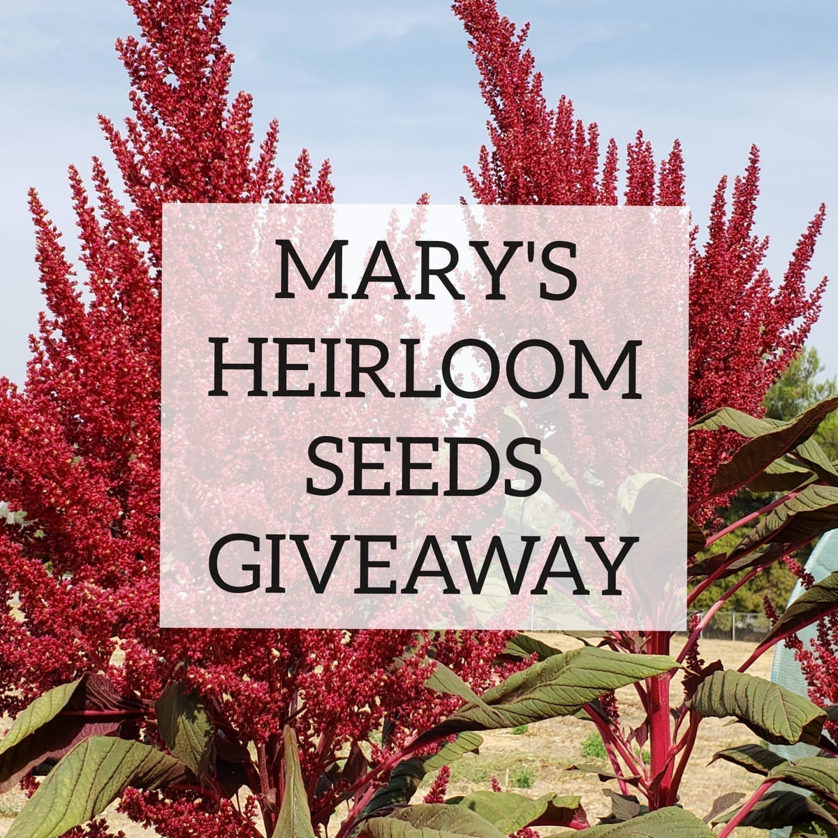 NEW YEAR GIVEAWAY at MARY'S HEIRLOOM SEEDS – Mary's Heirloom Seeds