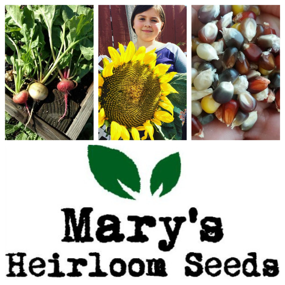 JULY SEED GIVEAWAY – Mary's Heirloom Seeds
