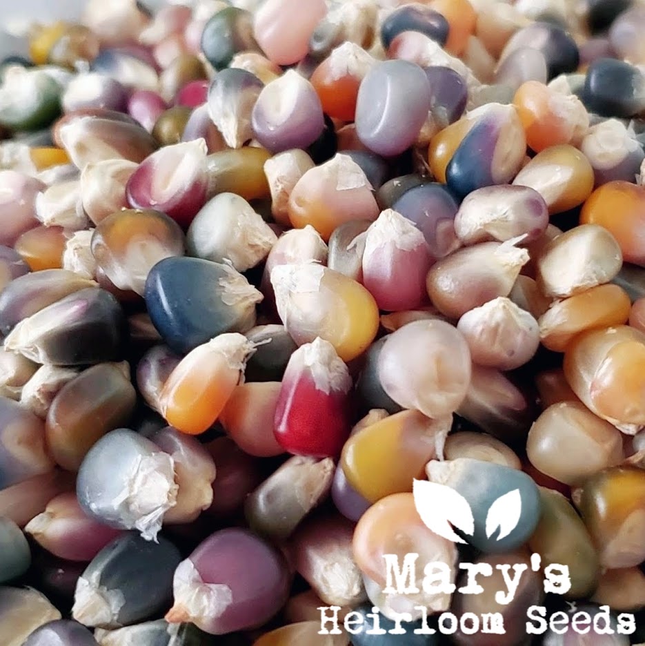 Heirloom Corn – Mary's Heirloom Seeds