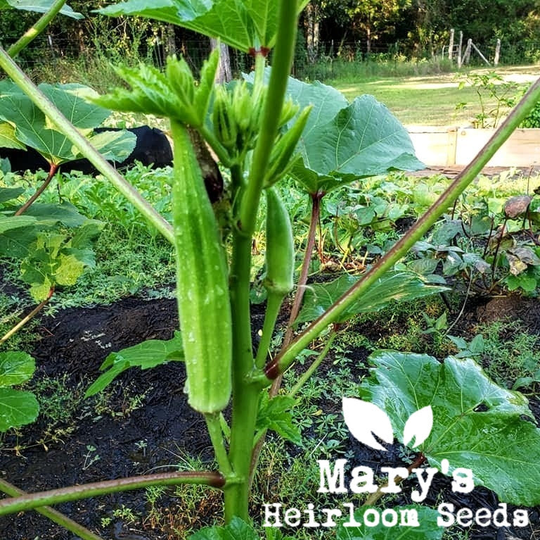 Heirloom Okra – Mary's Heirloom Seeds