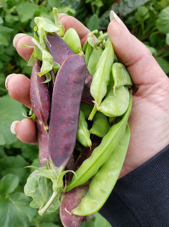 Heirloom Peas – Mary's Heirloom Seeds