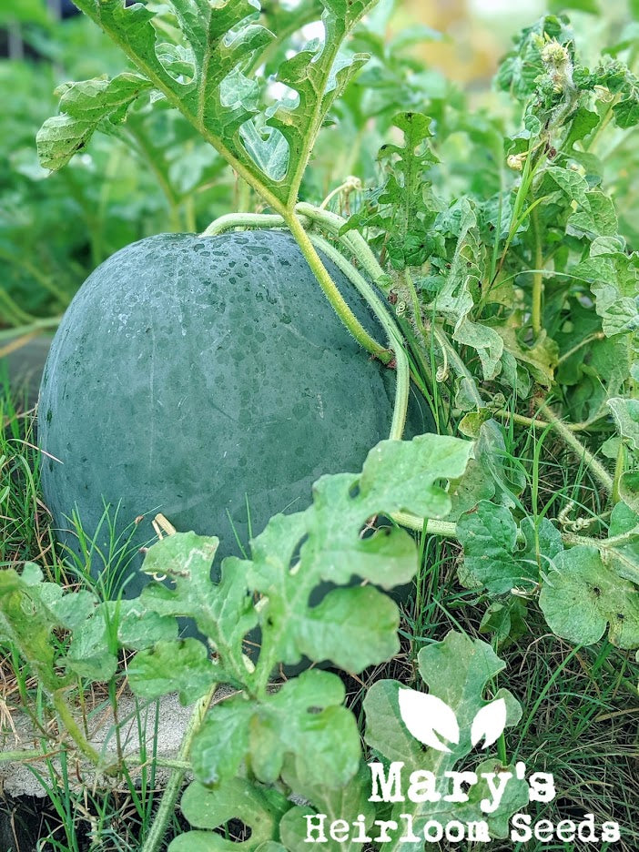 Watermelon Seeds – Mary's Heirloom Seeds
