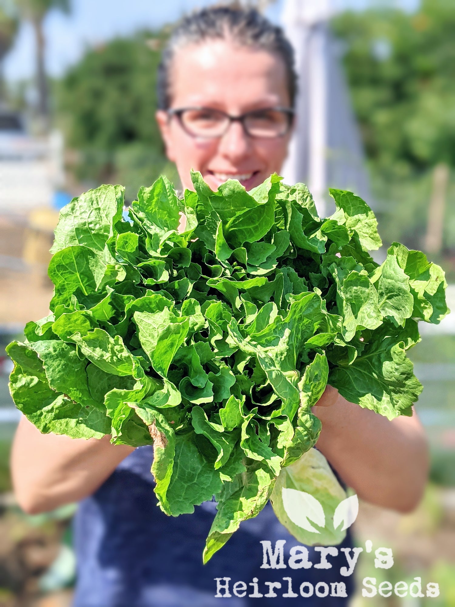 Collections – Mary's Heirloom Seeds