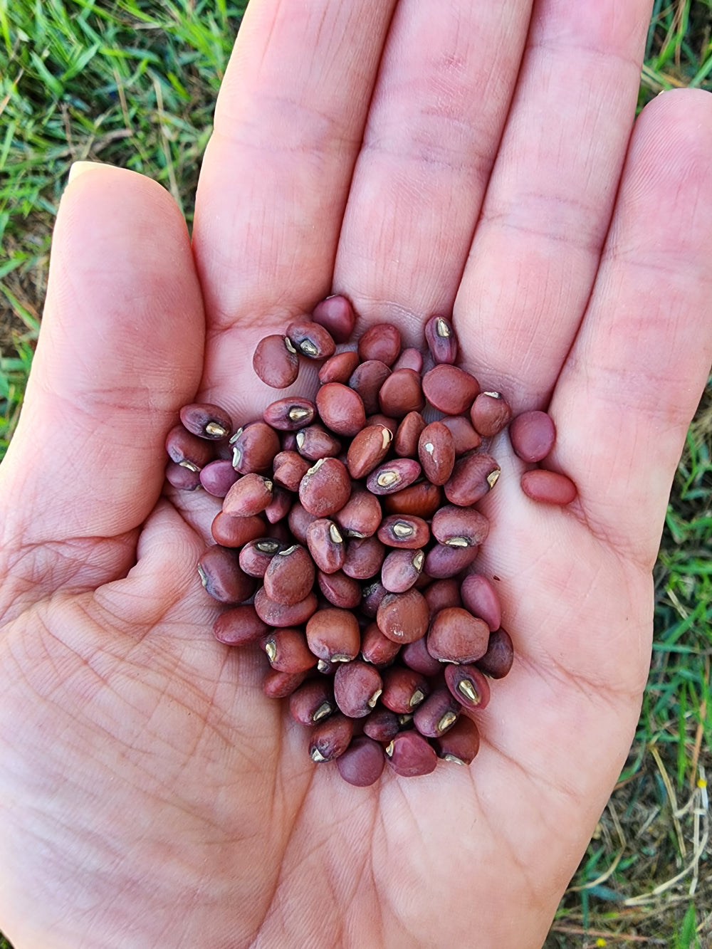 Heirloom Seeds – Mary's Heirloom Seeds