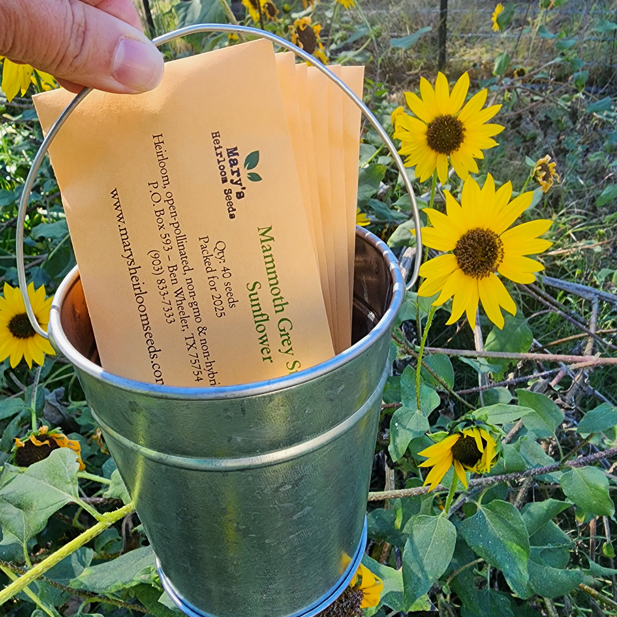 Mini Galvanized Bucket - Gift Set – Mary's Heirloom Seeds