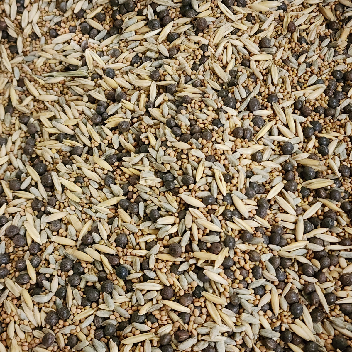 Poultry Pasture Forage Blend BULK Seed Mix – Mary's Heirloom Seeds