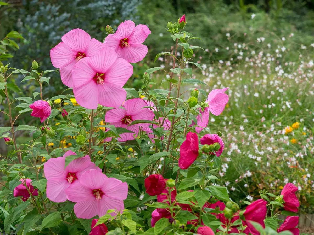 Rose Mallow – Mary's Heirloom Seeds