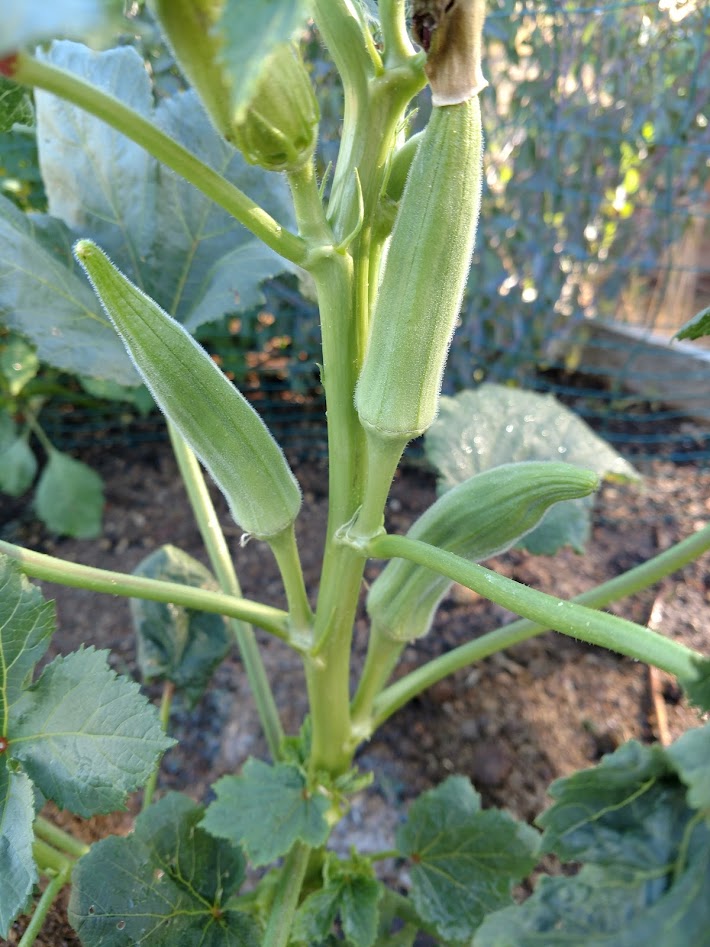 Dwarf Long Green Okra – Mary's Heirloom Seeds