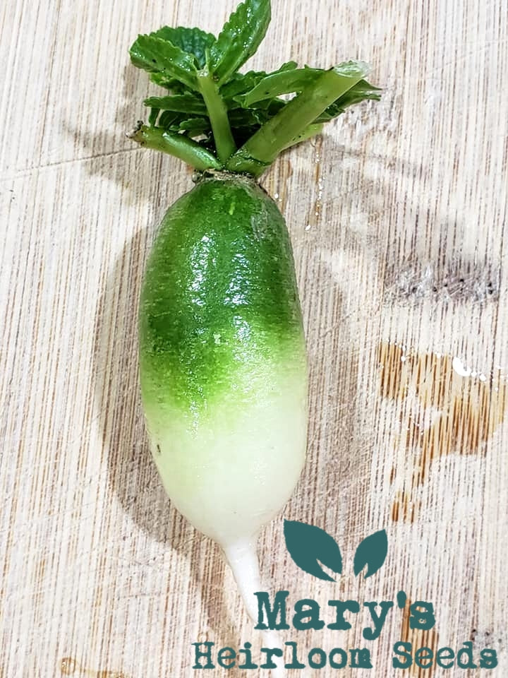 Chinese Green Luobo Radish BULK – Mary's Heirloom Seeds