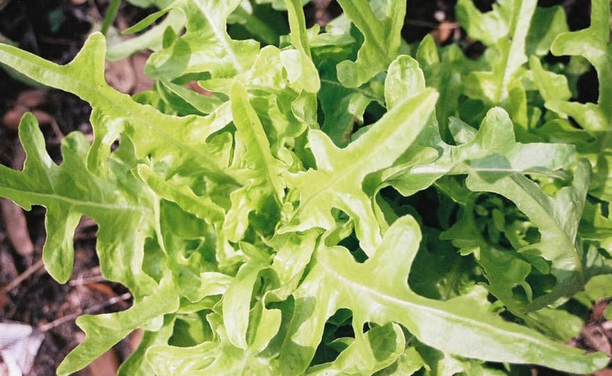 Royal Oakleaf Lettuce – Mary's Heirloom Seeds