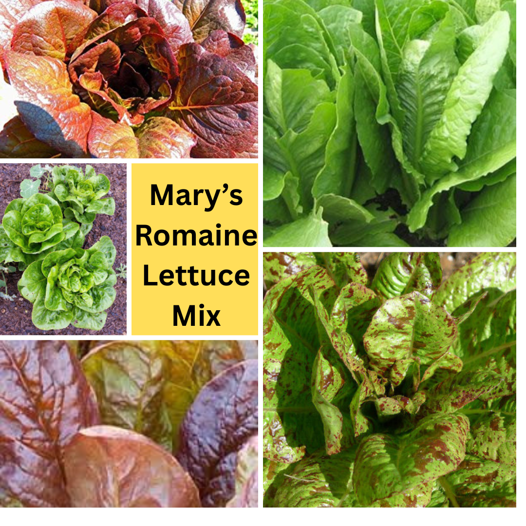 Mary's Romaine Lettuce MIX – Mary's Heirloom Seeds