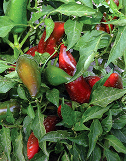 Pueblo "Mosco" Chile Pepper – Mary's Heirloom Seeds