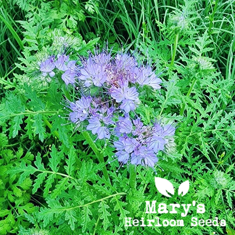 Wildflowers - Beneficial Insect Mix – Mary's Heirloom Seeds