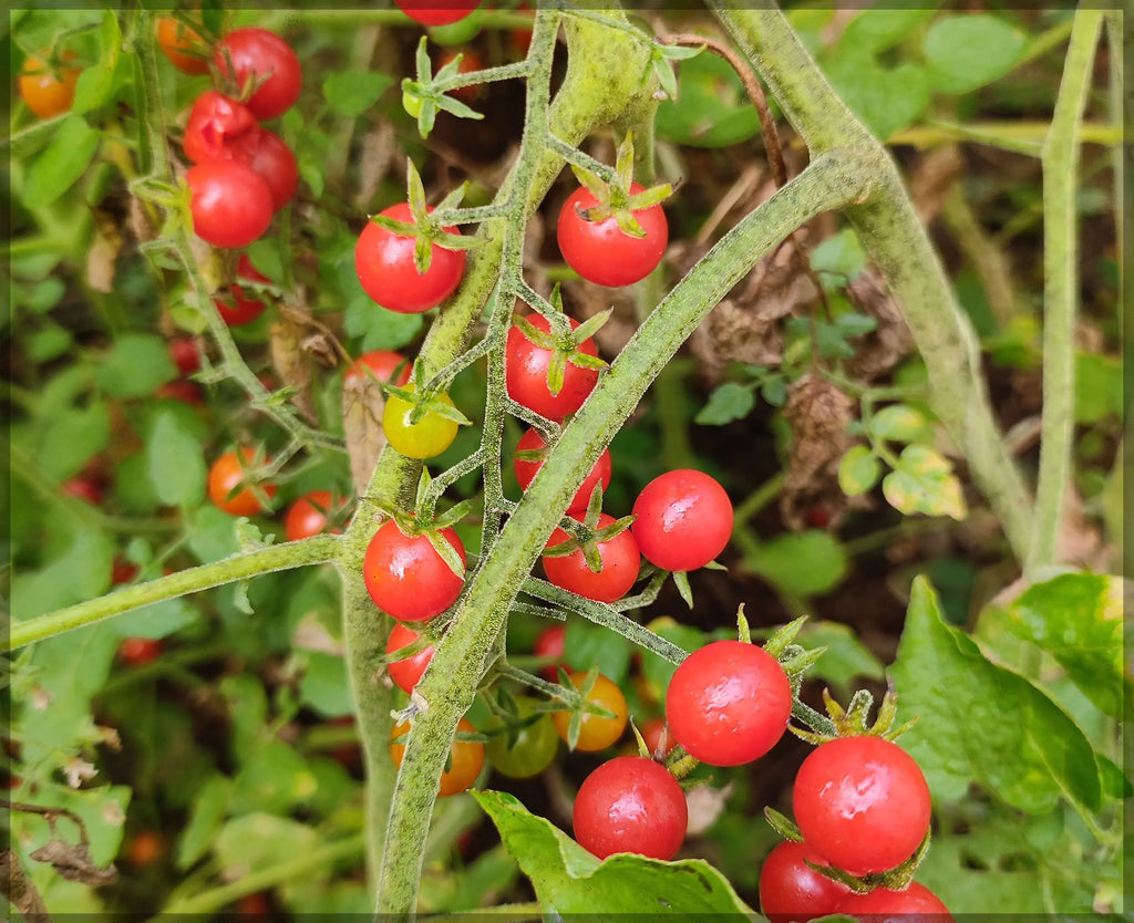 Spoon Tomato – Mary's Heirloom Seeds