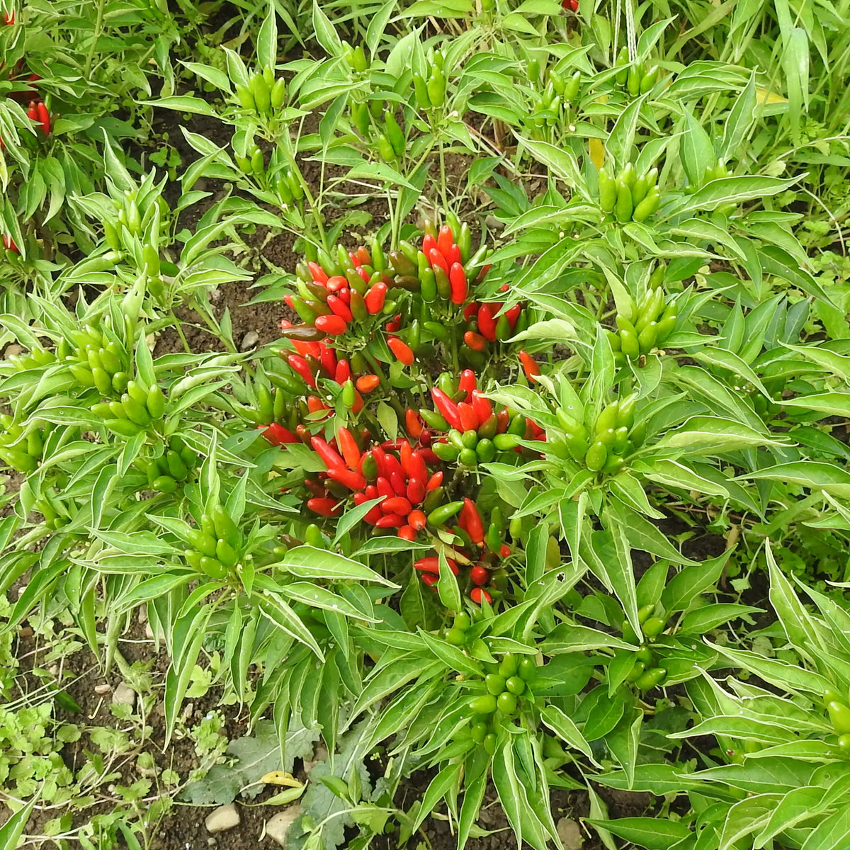 Thai Volcano Pepper – Mary's Heirloom Seeds