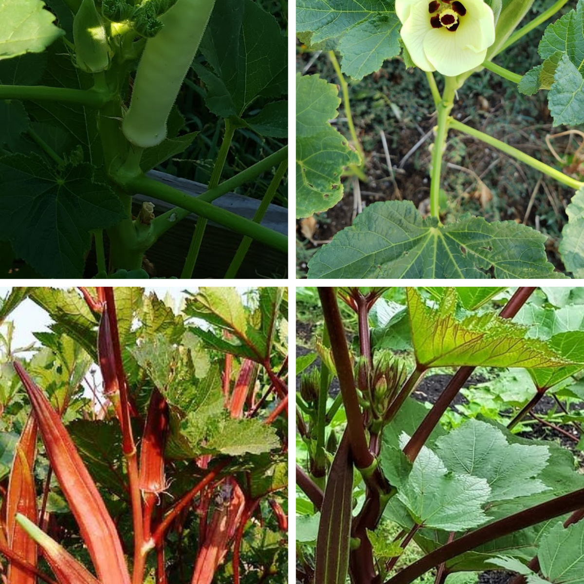 Heirloom Okra Seed Mix – Mary's Heirloom Seeds