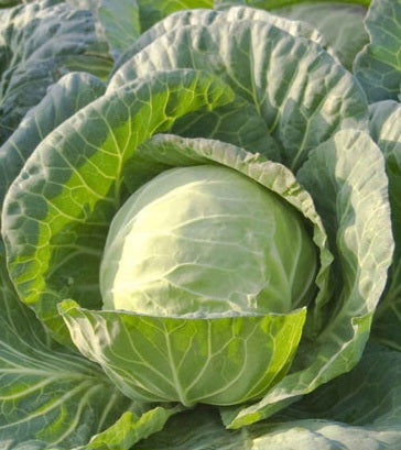 Vandergaw Cabbage – Mary's Heirloom Seeds