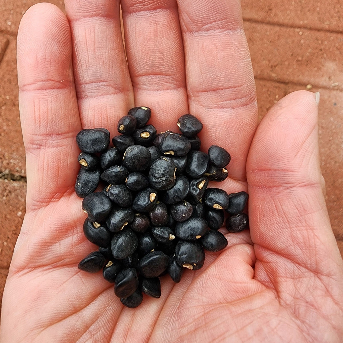 Black Crowder Pea – Mary's Heirloom Seeds