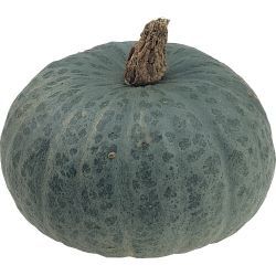 Japanese Blue Kuri Squash – Mary's Heirloom Seeds