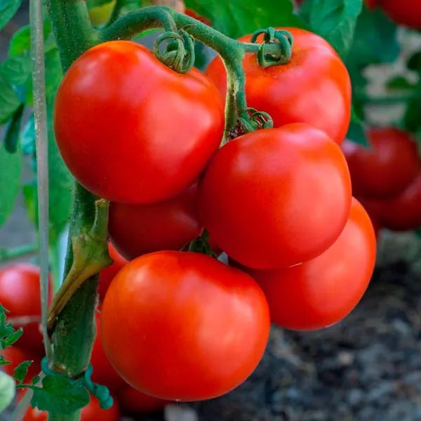 Creole Tomato – Mary's Heirloom Seeds