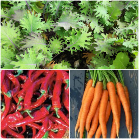 A Few of Our favorites – Mary's Heirloom Seeds