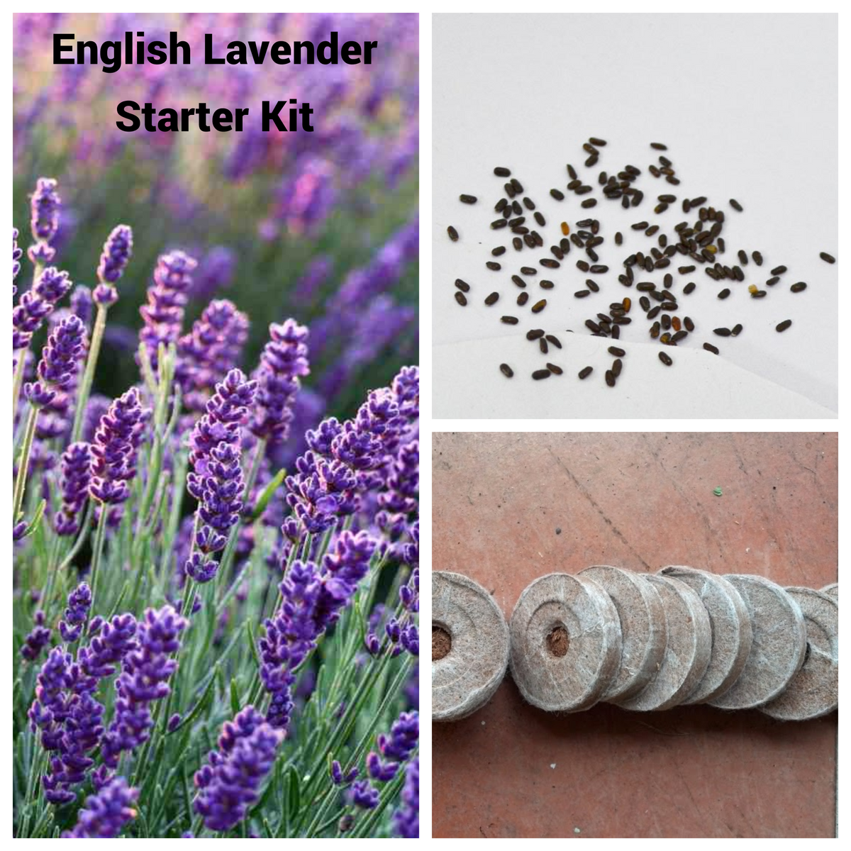 Lavender Starter Kit – Mary's Heirloom Seeds