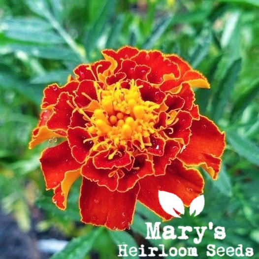 French Marigold – Mary's Heirloom Seeds