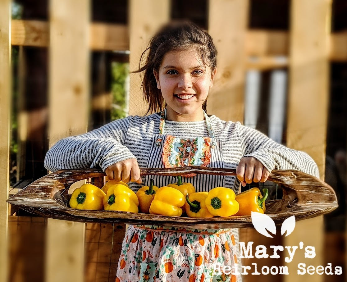 Color-Themed Seed Combo: GOLD – Mary's Heirloom Seeds