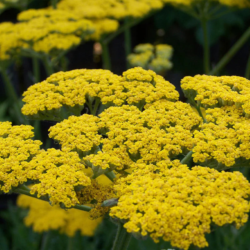 Golden Yarrow – Mary's Heirloom Seeds