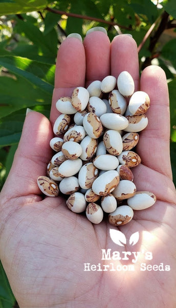 Hidatsa Shield Bean – Mary's Heirloom Seeds