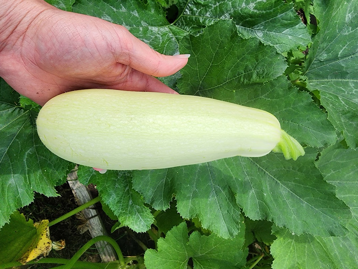 Lebanese Bush Squash – Mary's Heirloom Seeds