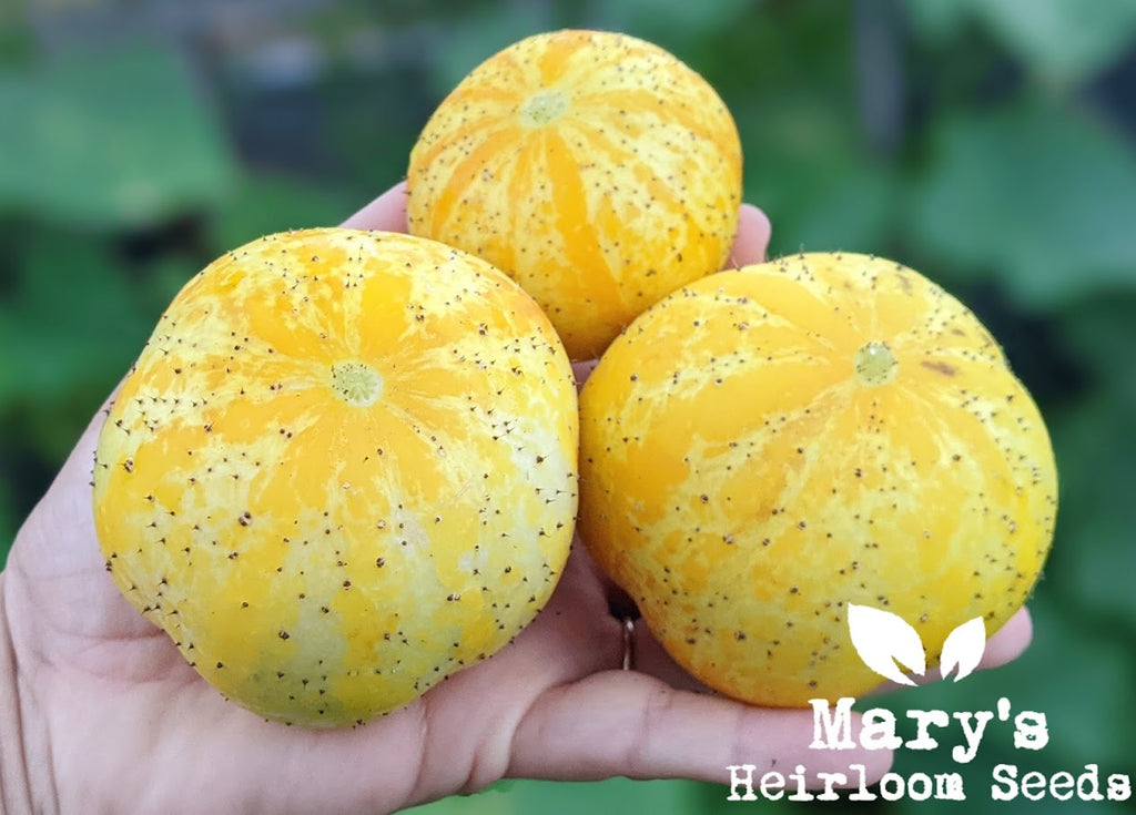 Lemon Cucumber – Mary's Heirloom Seeds