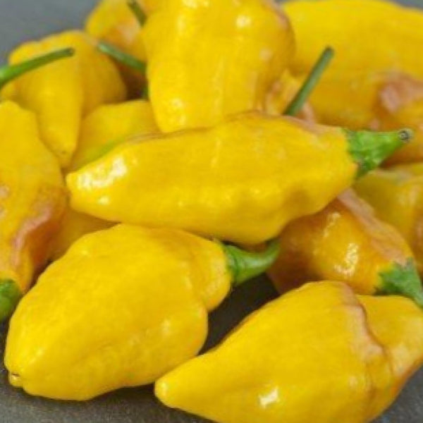 Mayan Yellow Habanero Pepper – Mary's Heirloom Seeds