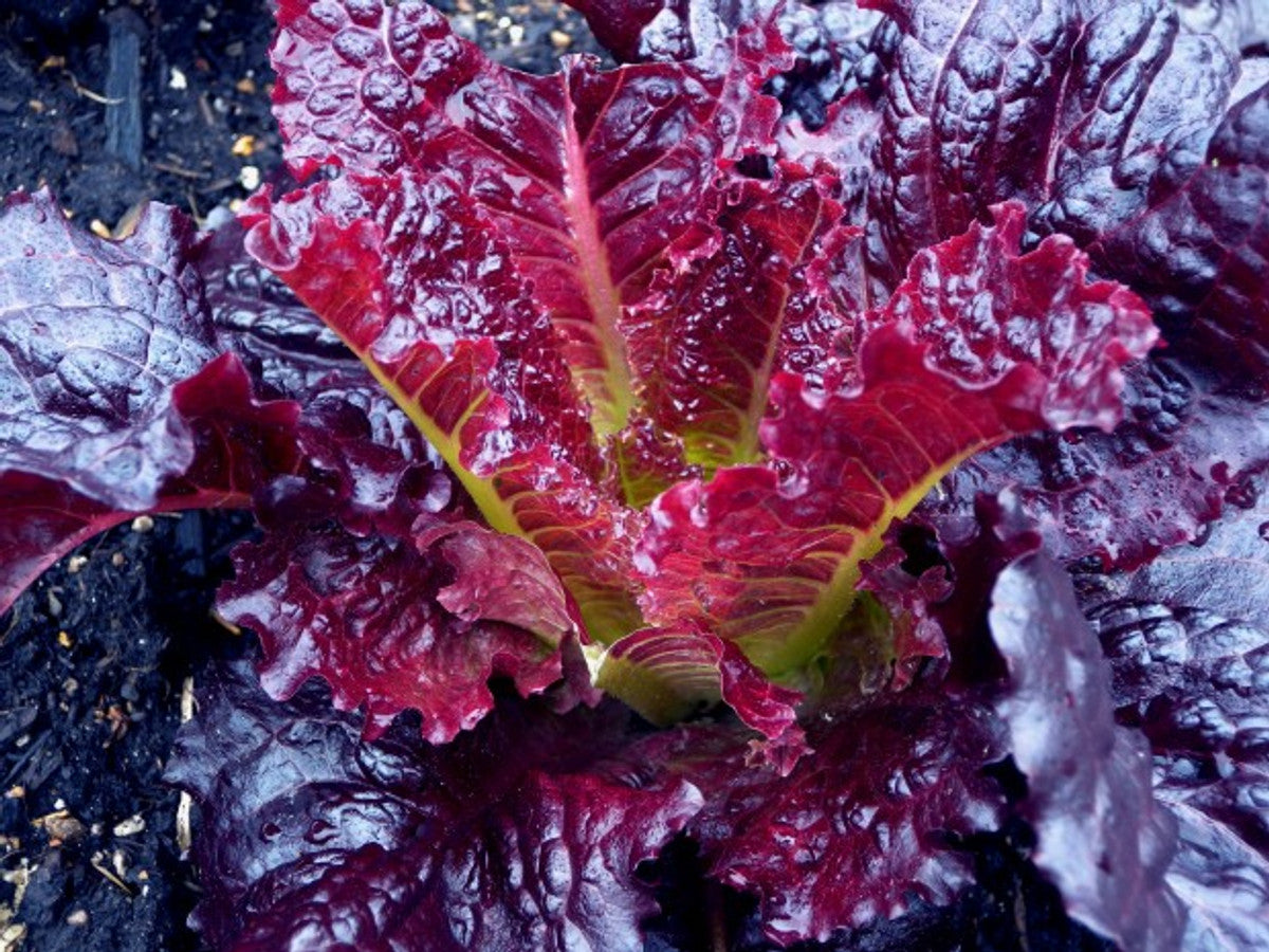 Merlot Lettuce – Mary's Heirloom Seeds