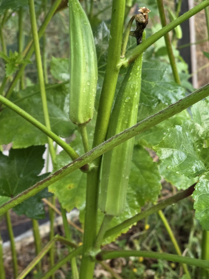 Choppee Okra – Mary's Heirloom Seeds