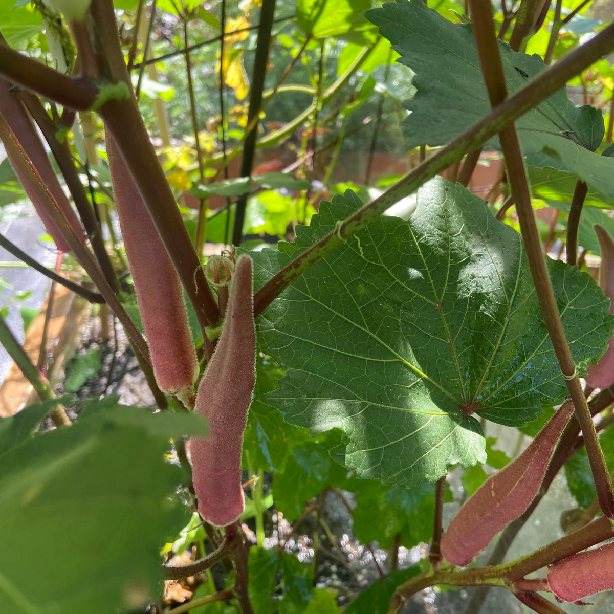 Okinawa Pink Okra – Mary's Heirloom Seeds