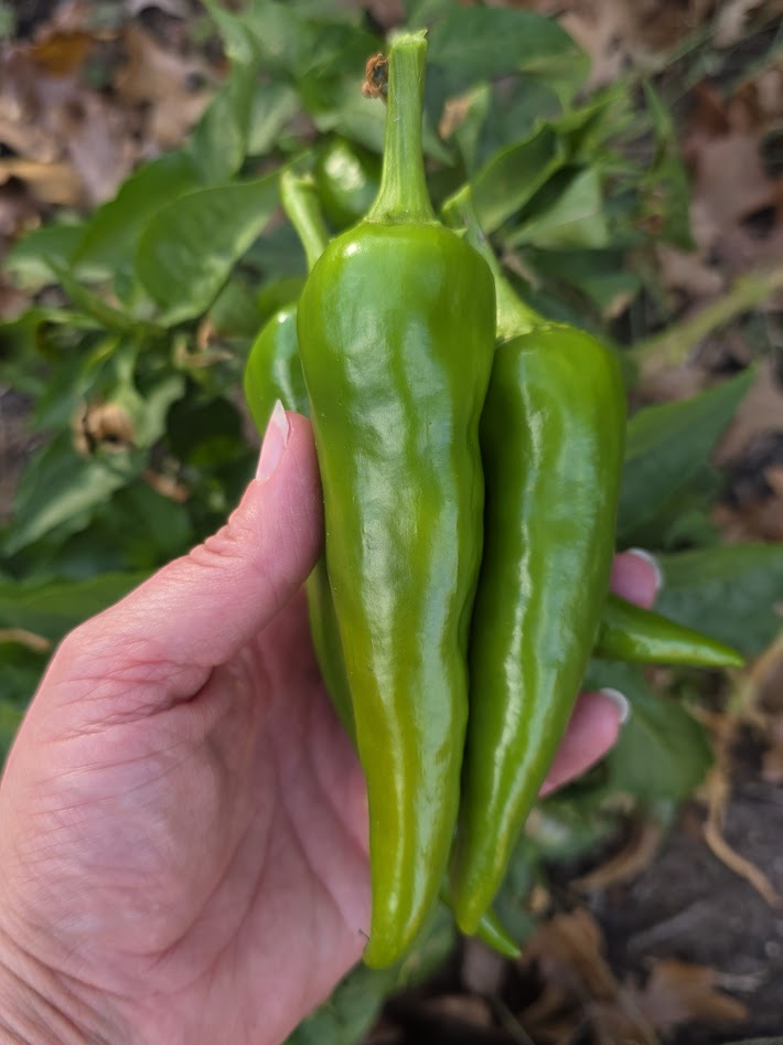 Pueblo "Mosco" Chile Pepper – Mary's Heirloom Seeds
