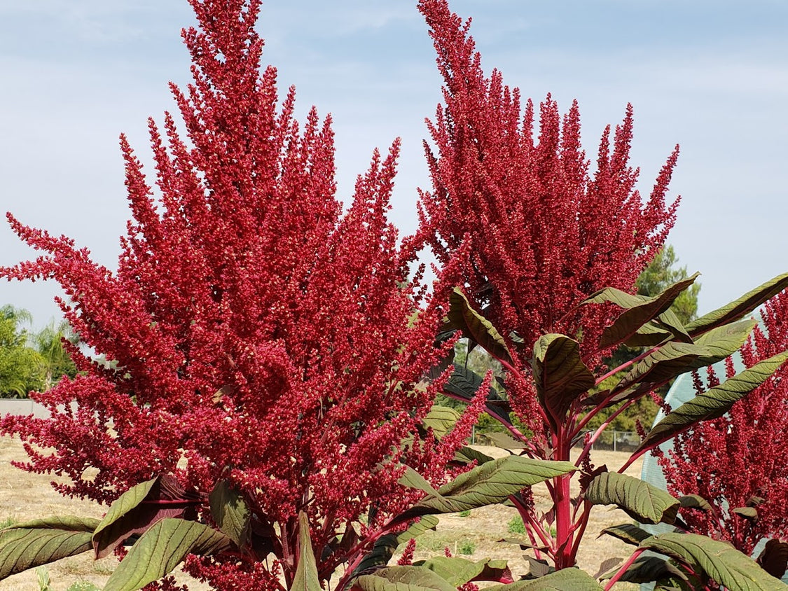 Red Garnet Amaranth BULK Seeds – Mary's Heirloom Seeds