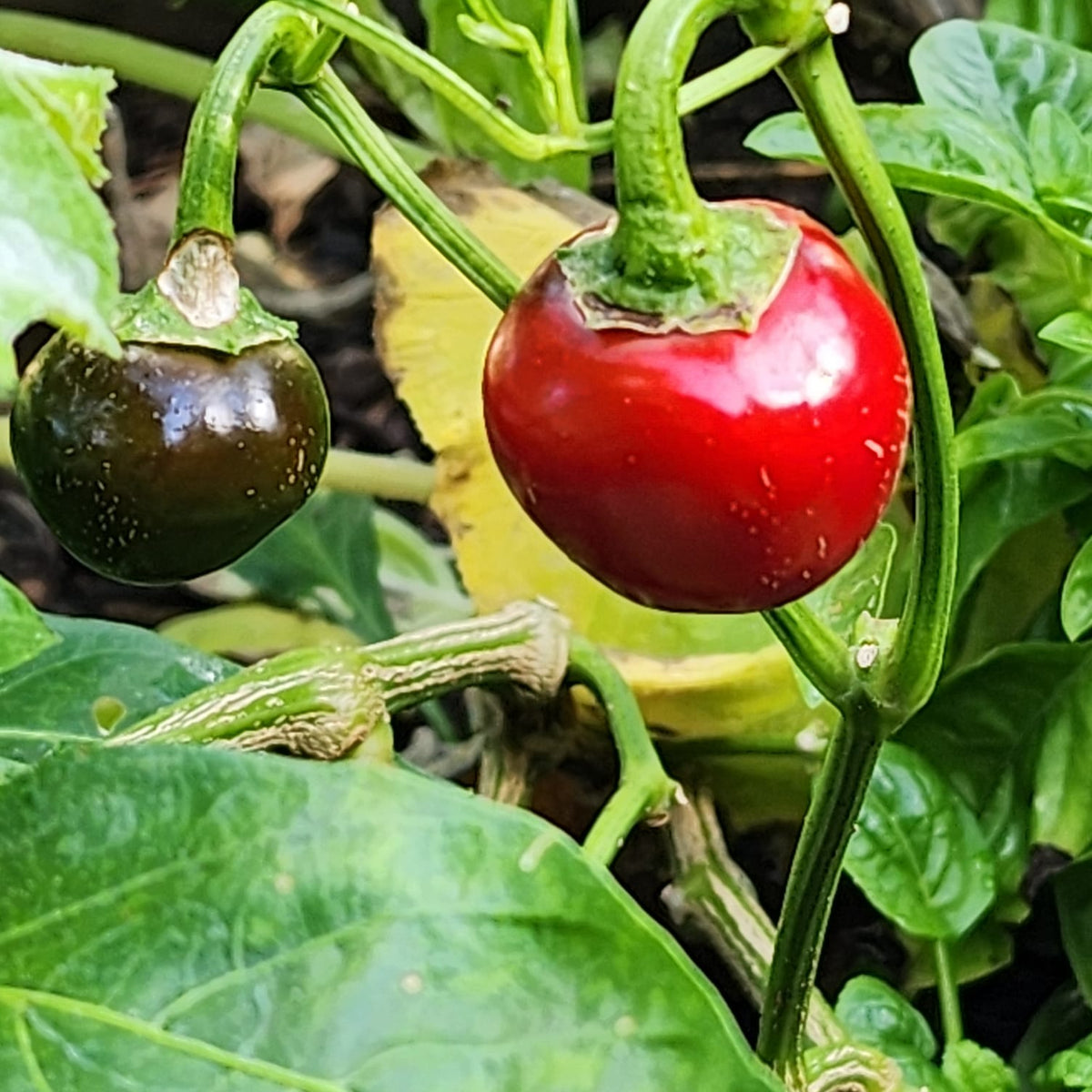 Red Hot Cherry Pepper – Mary's Heirloom Seeds