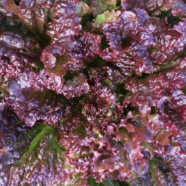 Red Sails Lettuce – Mary's Heirloom Seeds