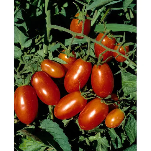 Roma Tomato – Mary's Heirloom Seeds