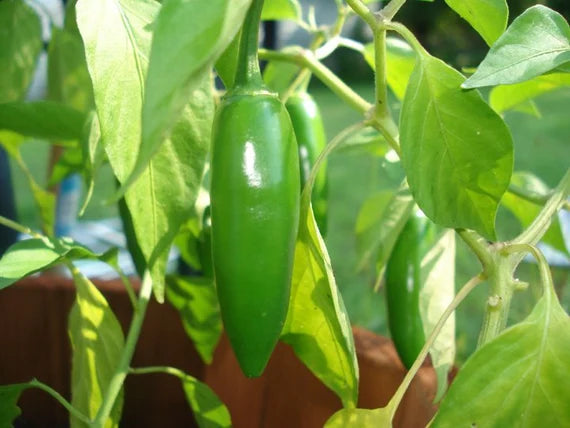 Hidalgo Serrano Hot Pepper – Mary's Heirloom Seeds