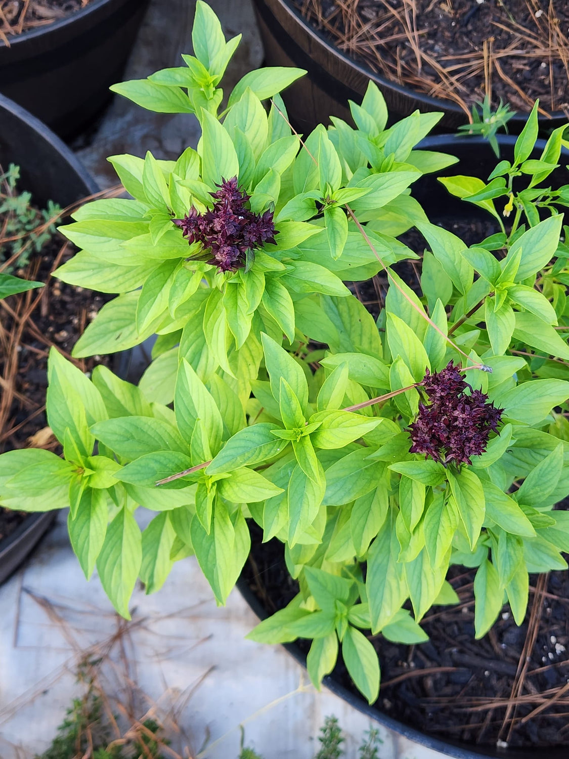 Siam Queen Thai Basil – Mary's Heirloom Seeds
