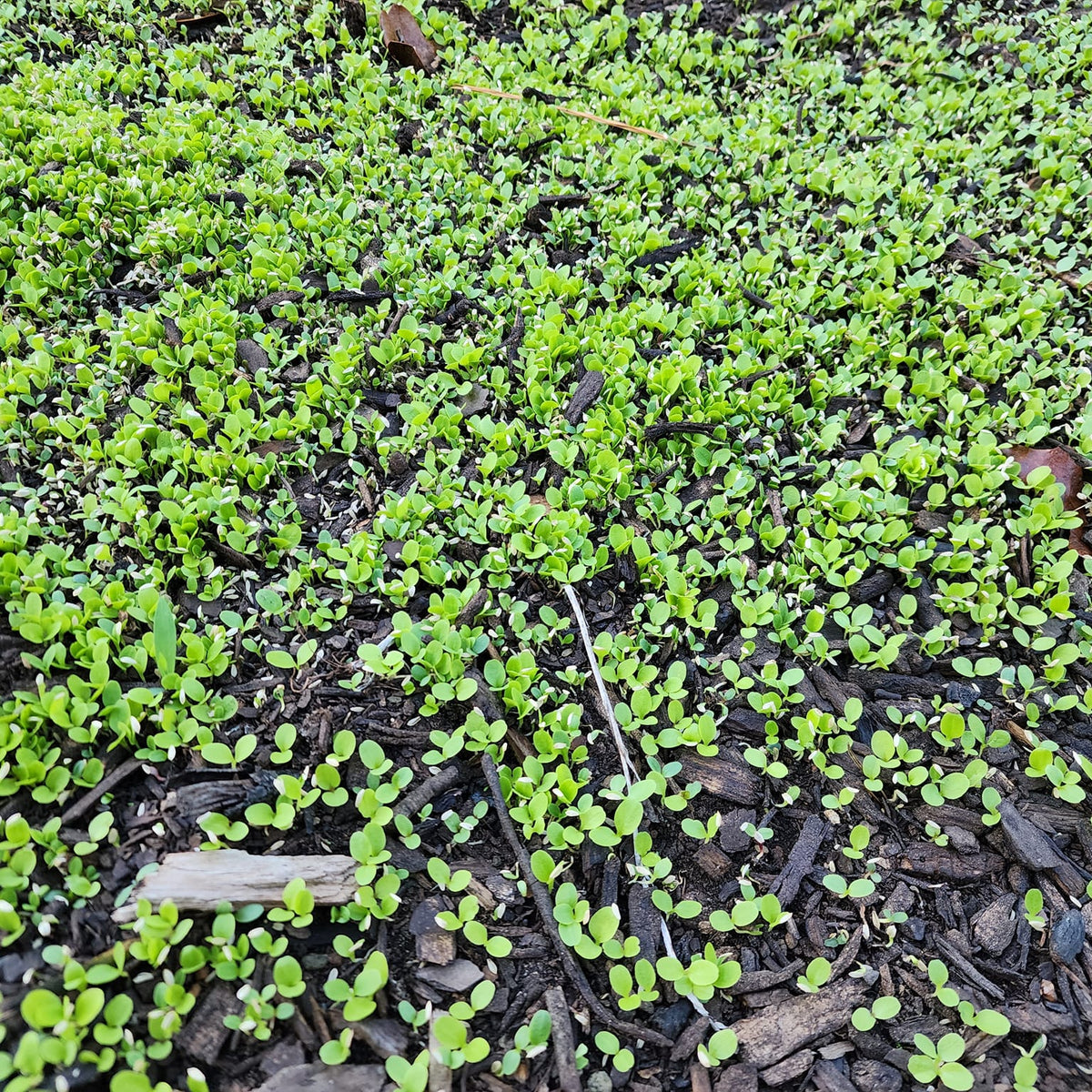 Ruby Red Lettuce BULK Microgreen Seeds – Mary's Heirloom Seeds